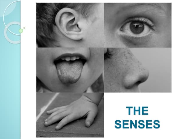 The 5 senses | PPTX