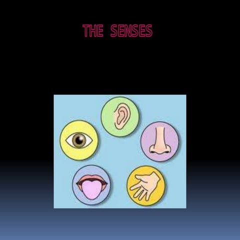The senses | PPT
