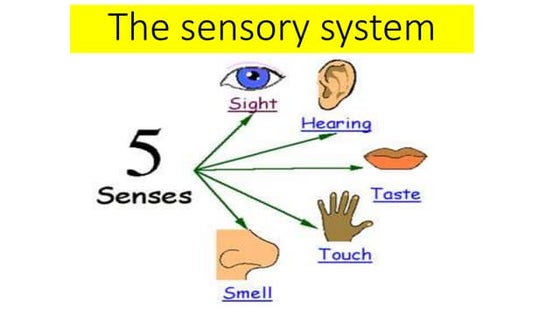 Five senses | PPT