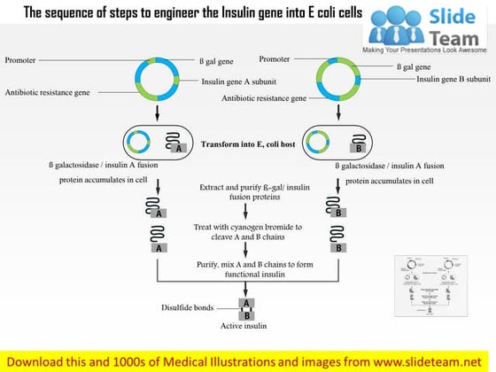 Insulin production and synthesis | PPTX