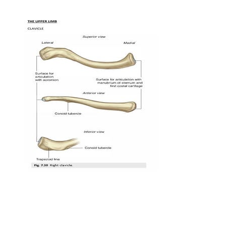 09 - SCAPULAR REGION anatomy. Detailed anatomy | PPT