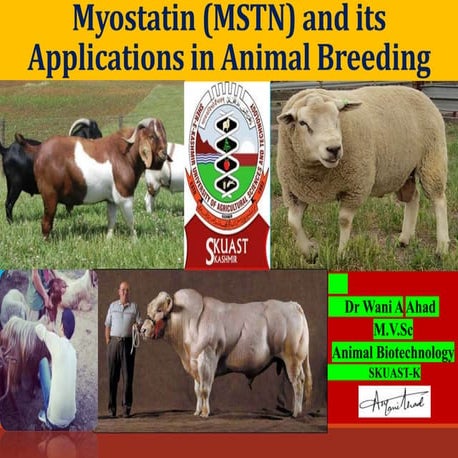 Myostatin (MSTN) and its Applications in Animal Breeding | PPT