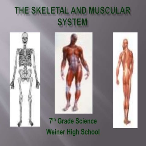 hilary-irvine-skeletal-system