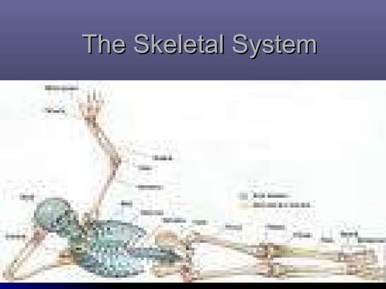 SKELETAL SYSTEM summary .docx