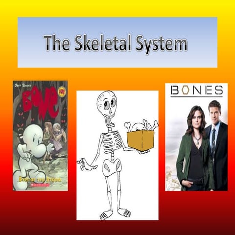 The skeletal system | PPTX
