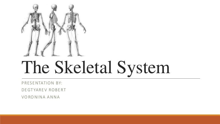 The skeletal system