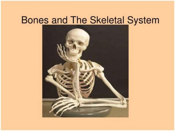 Animal skeletal system | PPT