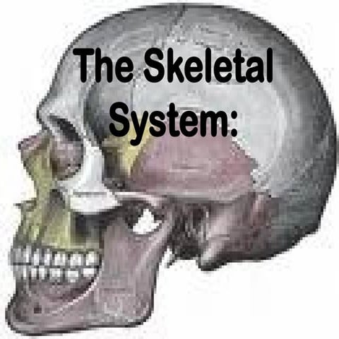 THE SKELETAL SYSTEM.pptx bones of the human body. | PPT
