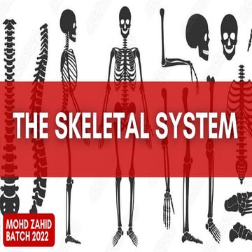 THE human all bones al ll bones all bones all bones SKELETAL SYSTEM.pdf