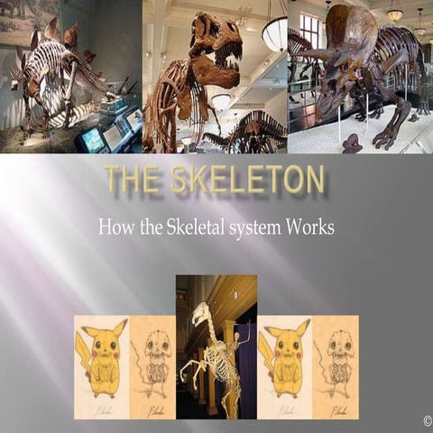 The skeleton system | PPT