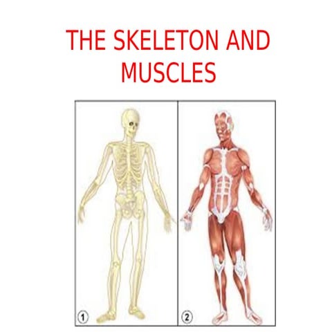 Skeletal system 6 | PPTX