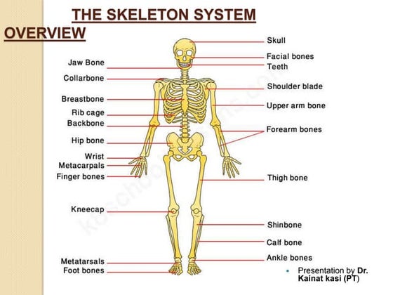 Science6_Q2_Mod1_TheHumanBodySystems_V4 (2).pdf | Skin and Dermatology ...