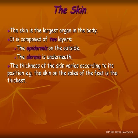 The skin | PPT