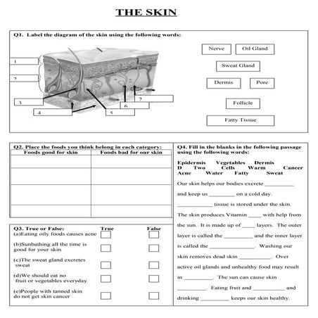 The skin | PDF