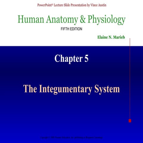 The human body skin detailed description. | PPT | Skin and Dermatology ...