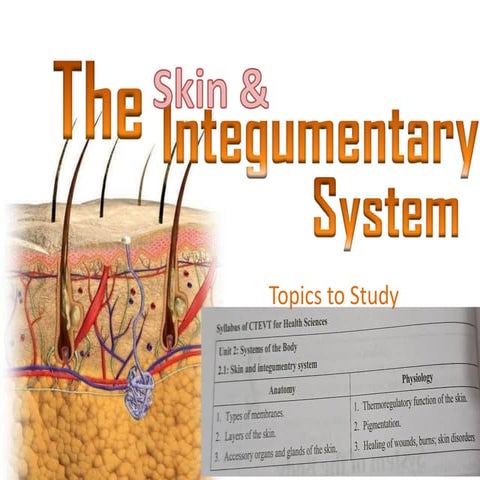 The skin & integumentary system. ppt | PDF