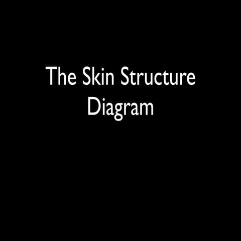 The skin structure | PPT