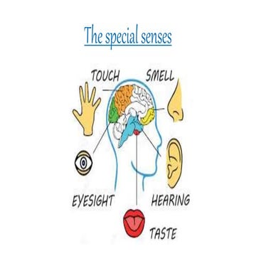 Special senses | PPTX | Ear, Nose and Throat Conditions | Diseases and ...