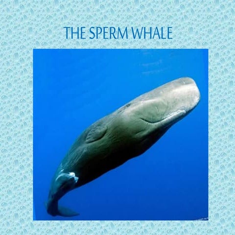 Ocean Animals: The Whale, by Luis (5th A) | PPTX | Large Animals | Pets