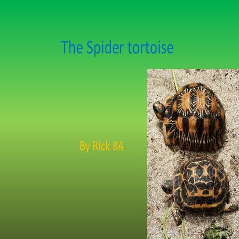 The spider tortoise | PPTX | Reptiles | Pets