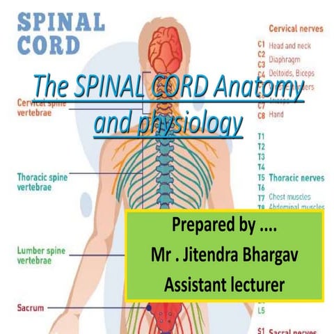Spinal Cord Anatomy And Physiology