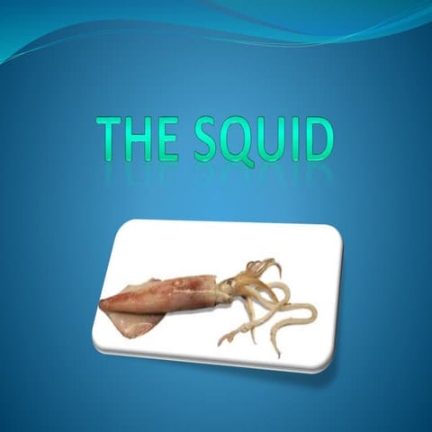 The squid | PPT