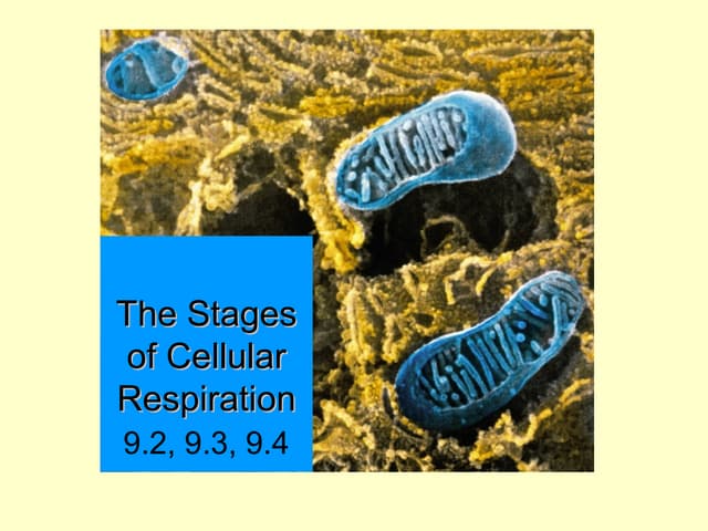 Cellular Respiration | PPT