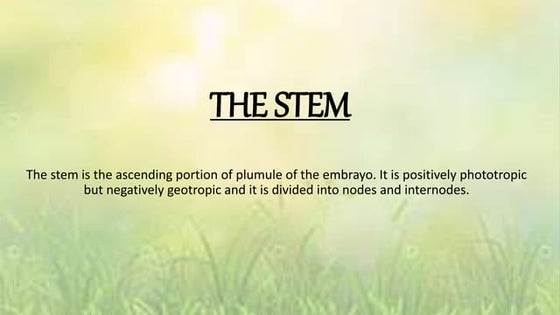 Root - Characteristics, types, Structure & Functions | PPTX