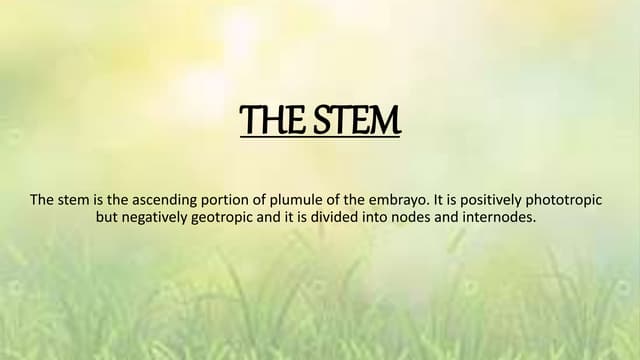 Root - Characteristics, types, Structure & Functions | PPTX