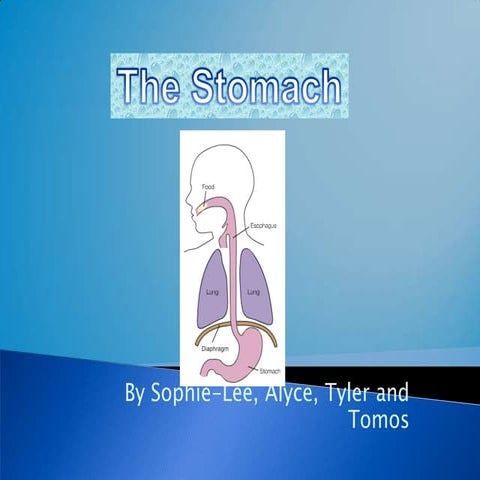 The stomach | PPSX