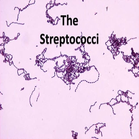 The Streptococci.pptx