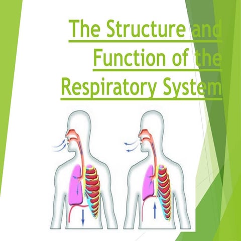 The Structure and Function of the Respiratory System PowerPoint (2).pdf ...