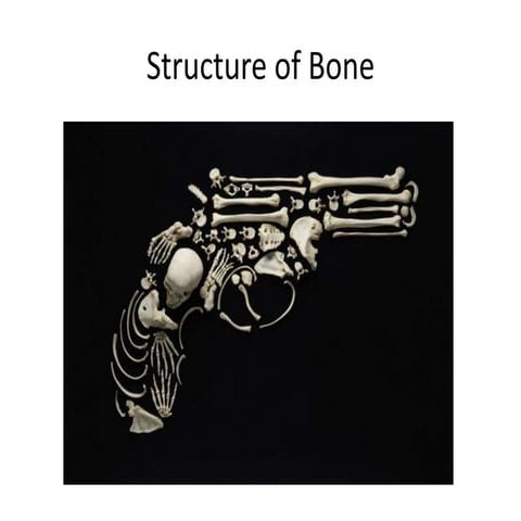 structure of bone | PPTX