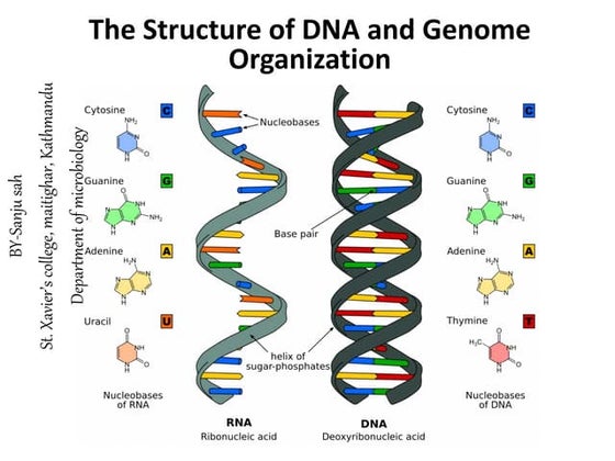 Structure of DNA | PPTX