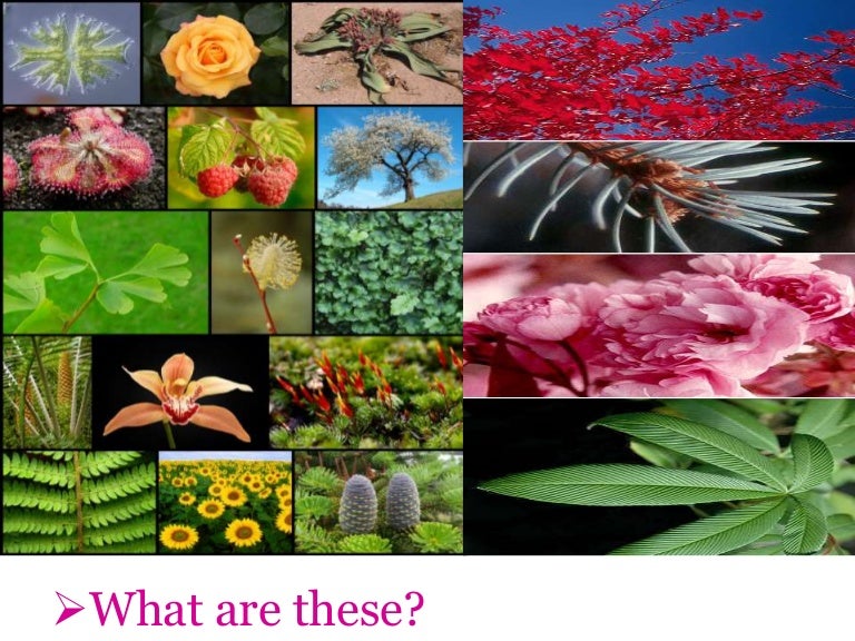 The structure of green plants