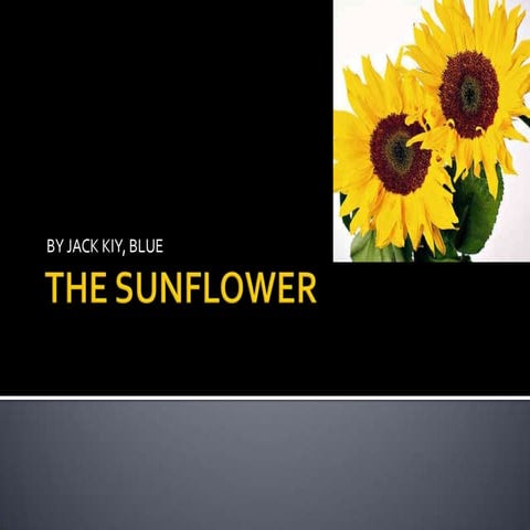 The sunflower | PPTX