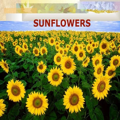 The sunflowers | PPT