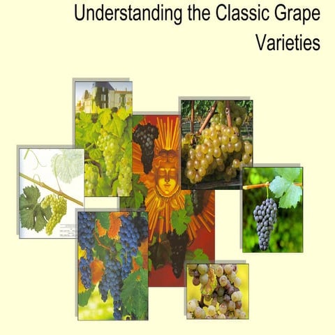 The Super Classic Grape Varieties (Week 3) | PPT | Alcoholic Beverages ...