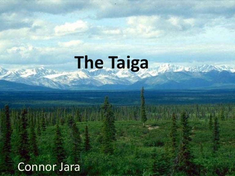 The taiga 2