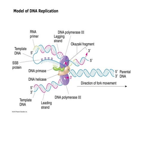 Theta Mode of Prokaryotic Genomic DNA Replication.ppt