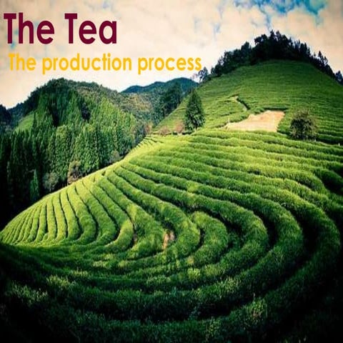 The Tea: The production process | PPTX