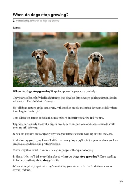 Life cycle of a dog | PPTX