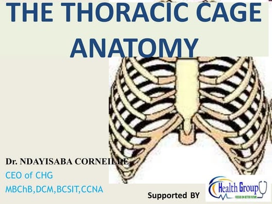 Movements of thoracic wall | PPT