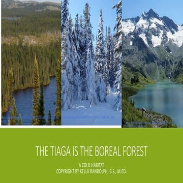 The tiaga is the boreal forest | PPTX