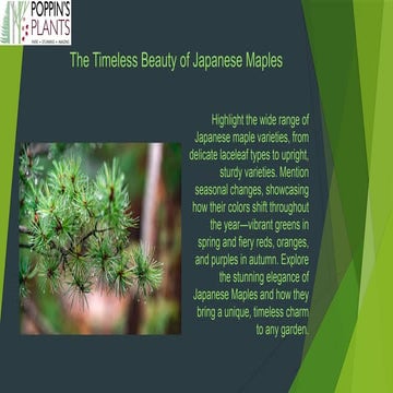 The Timeless Beauty of Japanese Maples | PPTX