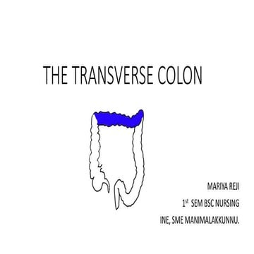 THE TRANSVERSE COLON anatomy bsc nursing | PPT