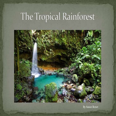 Biodiversity in the rainforest | PPTX