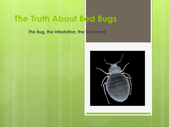 Bed bugs Presentation | PPTX