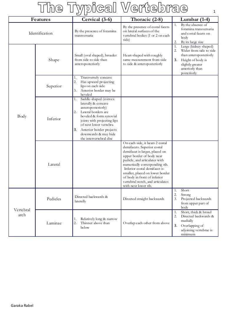 The typical vertebrae