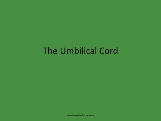 Umbilical cord | PPT